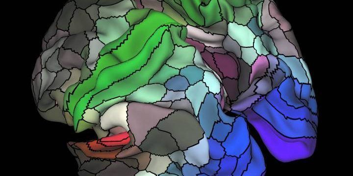 Resuelto el misterio de las áreas desconocidas en el cerebro | Fundación 26 de Diciembre